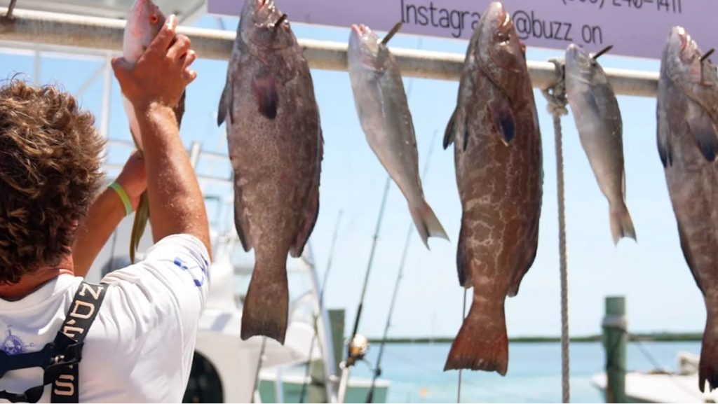 Late April/Early May 'Dock Walk' - Bud n' Mary's Islamorada Fishing Marina